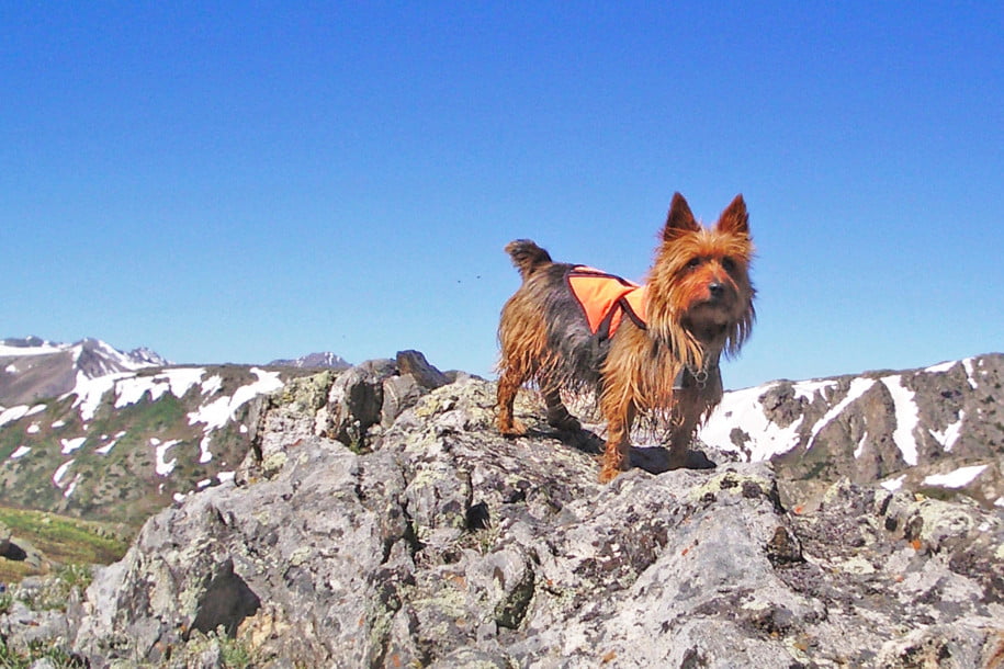How A Tiny Pooch Taught Her Human To Climb Mountains | Mountain Planet